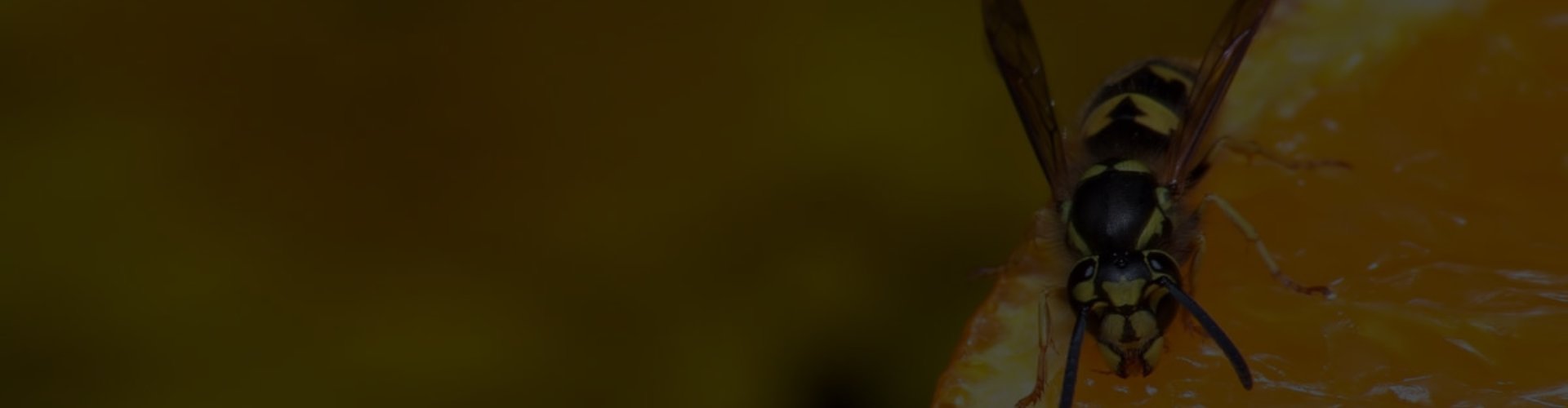 Wasp Control Saskatoon - ASA Pest Control Saskatoon