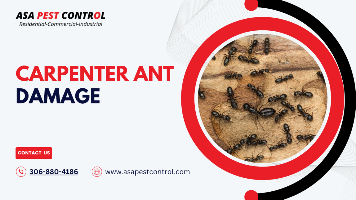 How to Get Rid of Carpenter Ants - ASA Pest Control Saskatoon